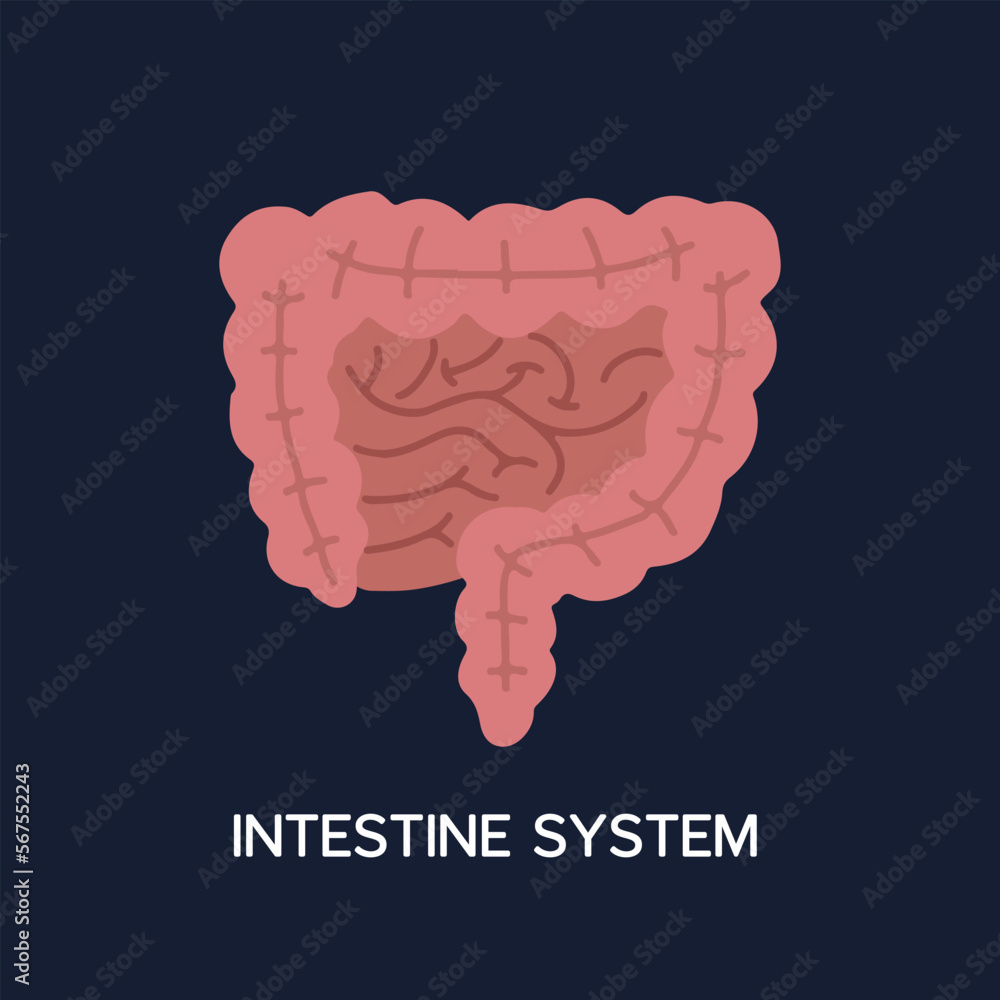 Human Internal organs, cartoon anatomy body part intestinal system ...