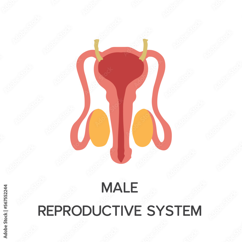 Human Internal organs, cartoon anatomy body part male reproductive system, vector illustration ...