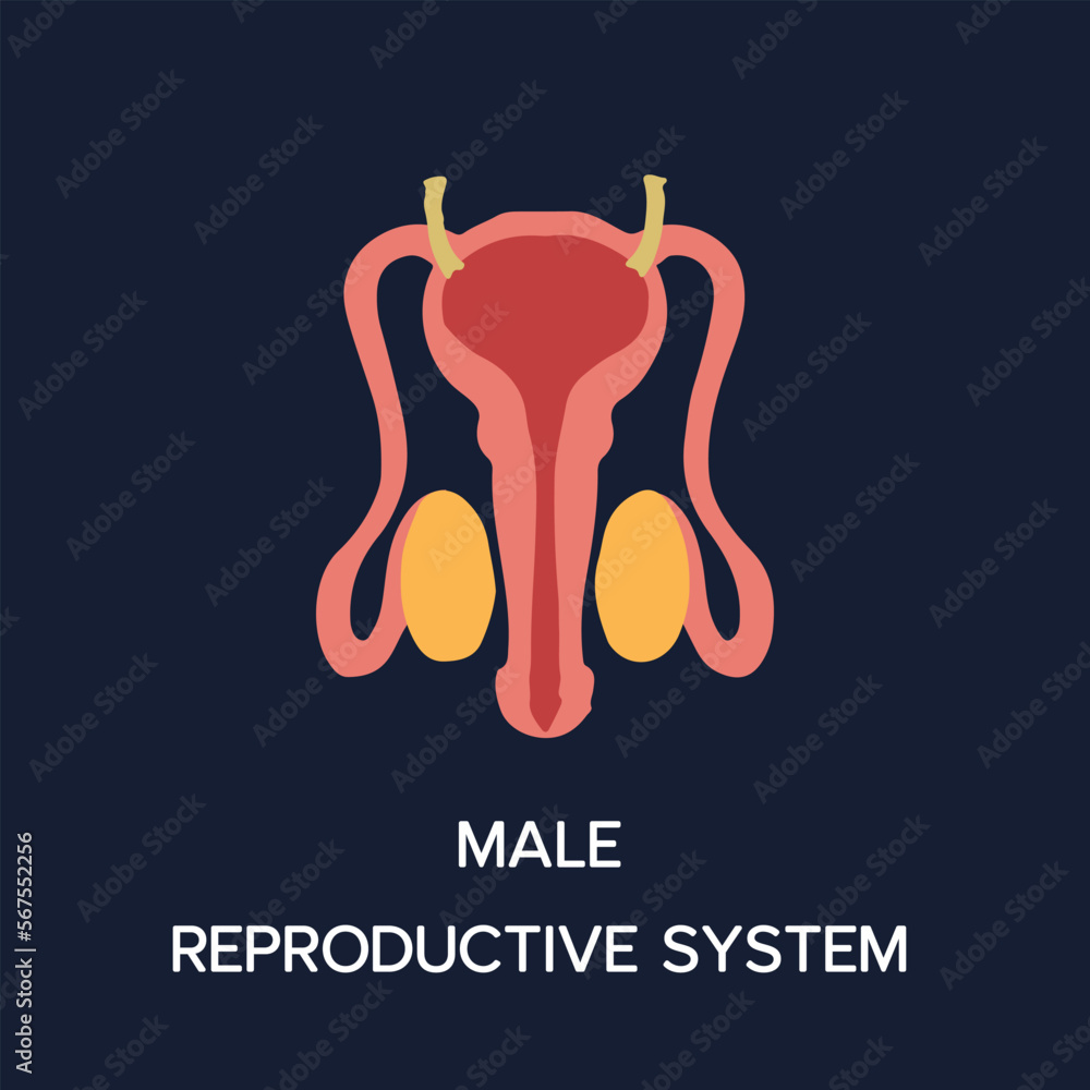 Human Internal organs, cartoon anatomy body part male reproductive ...