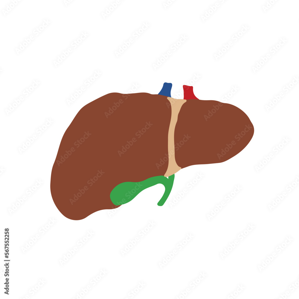 Human Internal organs, cartoon anatomy body part liver with gall ...