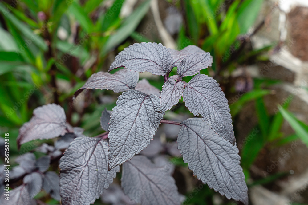 Purple Perilla frutescens var. crispa, also known by its Japanese name ...