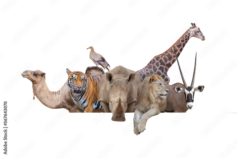 Row of African safari animals hanging their paws over a white banner ...