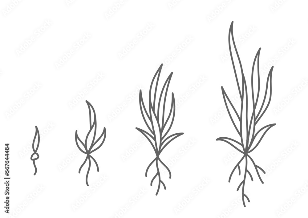 Grass growth stages. Ripening period progression. Plant seedling phases ...