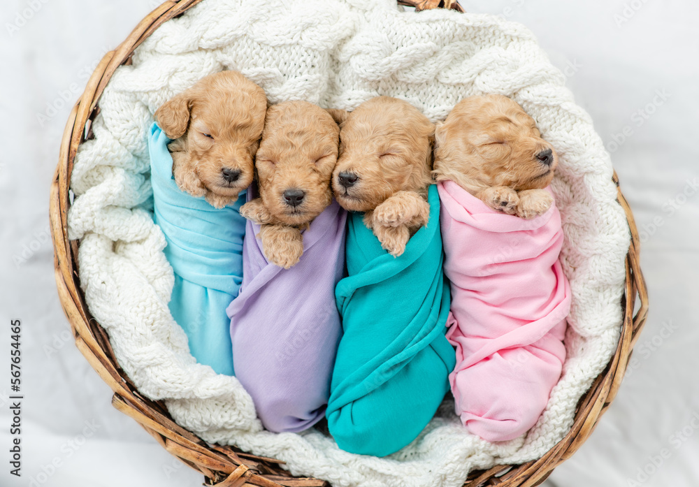 Teacup Poodle Newborn Puppies