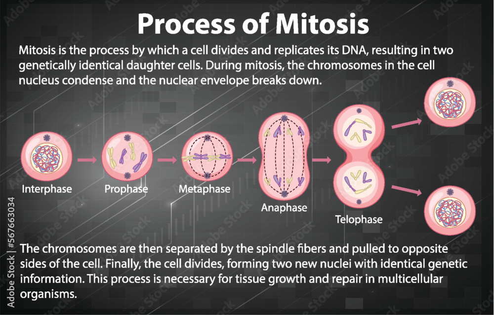 Process of mitosis phases with explanations Stock Vector | Adobe Stock