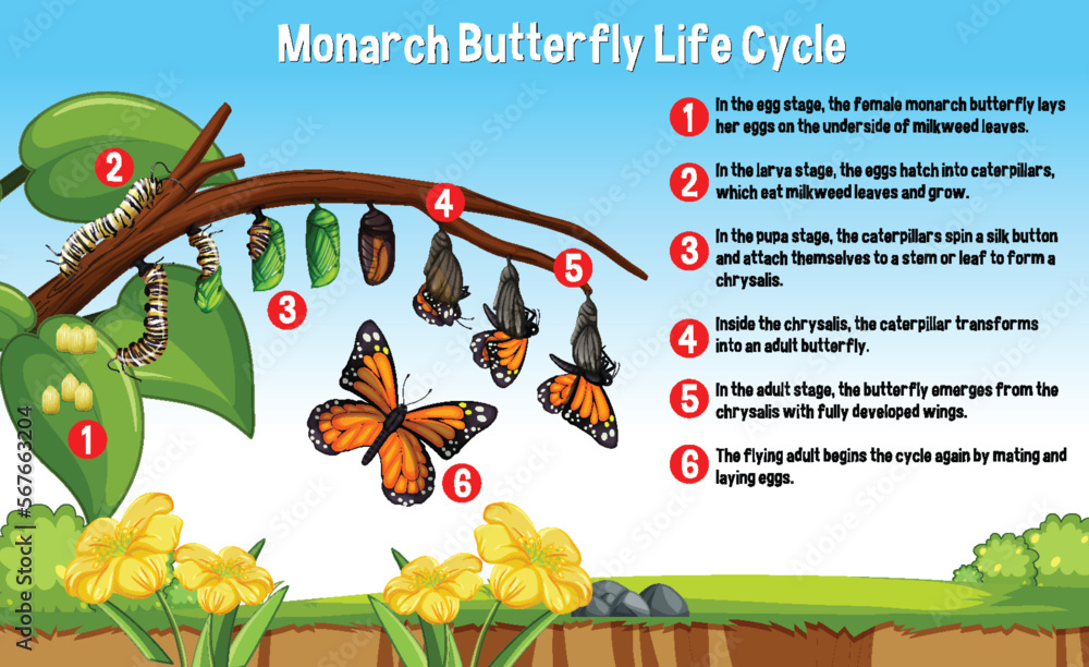 Monarch Butterfly Life Cycle Stock Vector | Adobe Stock