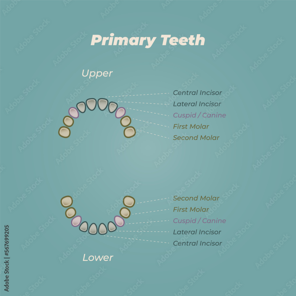 Medical dental diagram illustration. Orthodontist human tooth anatomy. Vector infographics with ...