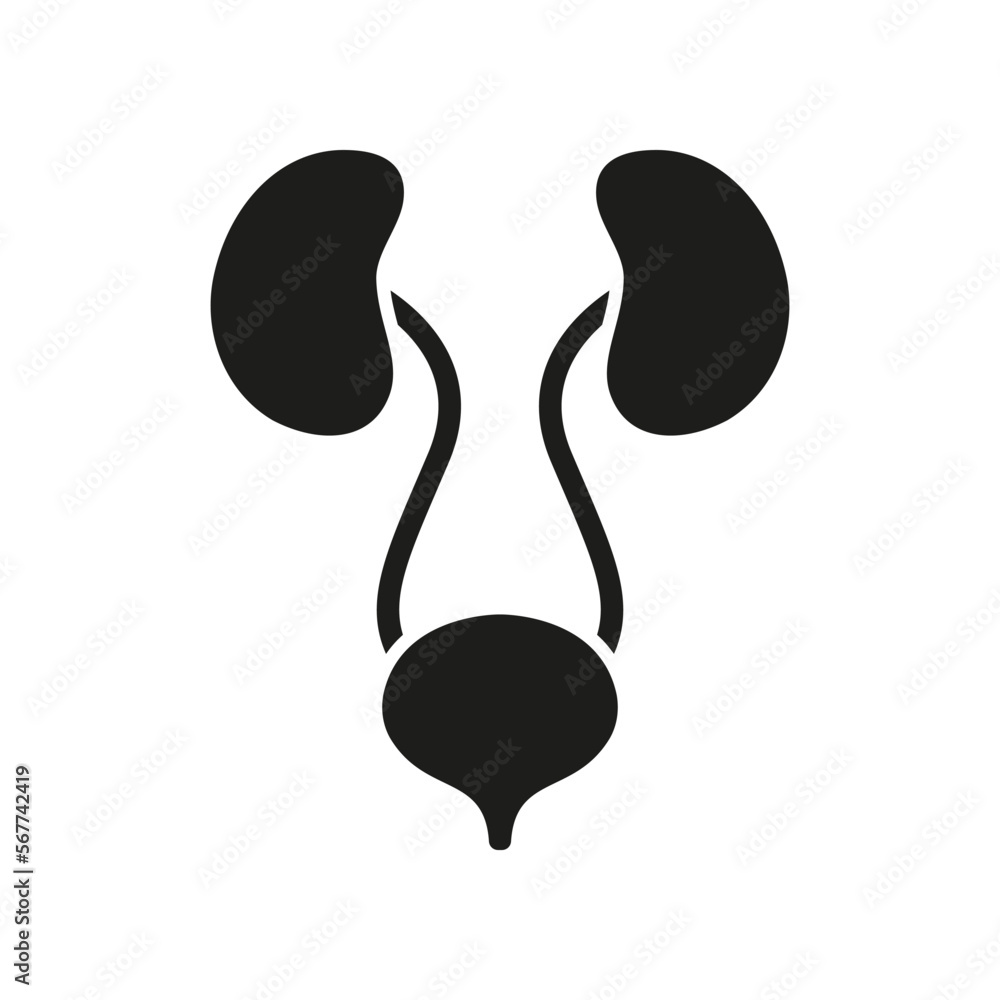 Anatomical Healthy Internal Organs. Human Urinary System Silhouette ...