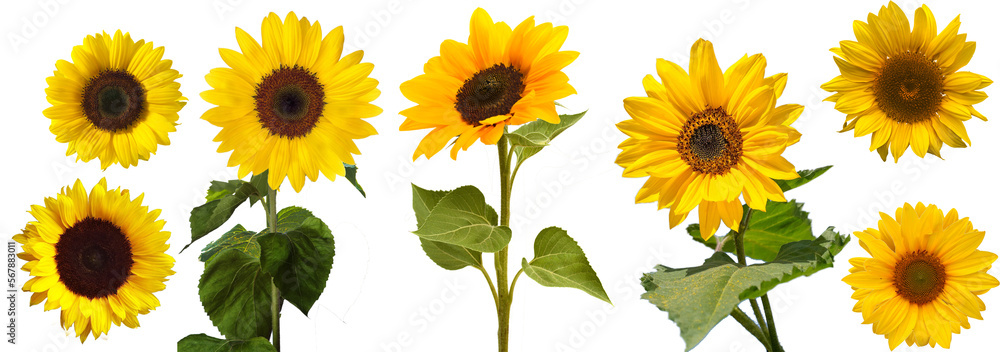 sunflower element PNG format is easy to use Stock Illustration | Adobe ...