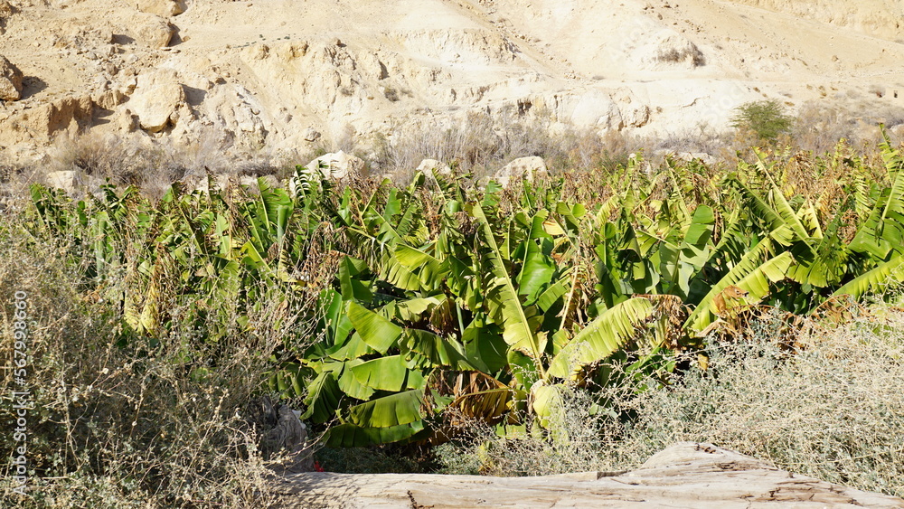 Banana trees next to the hiking trail Wadi Mujib between Moujib ...