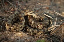 Prairie King Snake Close-up Free Stock Photo - Public Domain Pictures