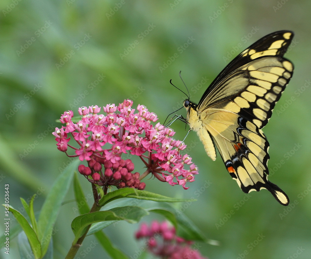 Giant swallowtail butterfly (papilio cresphontes) with swamp milkweed ...