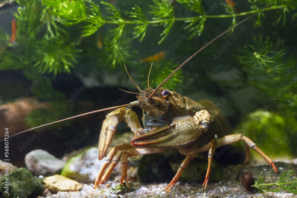 narrow-clawed crayfish with big claw walk on sand gravel substrate ...