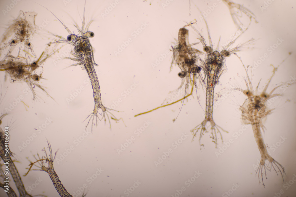 Shrimp, Zoea stage with dead shrimp of Vannamei shrimp in light ...