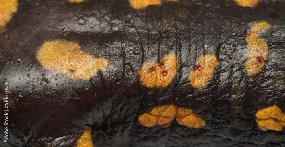 Skin lesions caused by Chytrid Fungus Bsal (Batrachochytrium ...