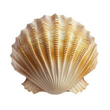 Ocean Clam Shell Free Stock Photo - Public Domain Pictures
