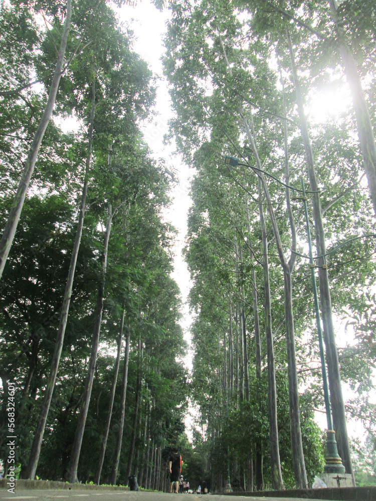 Eucalyptus deglupta (Mindanao Gum), Painted Gum Tree, Rainbow ...