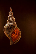 Sea Trumpet Seashell Free Stock Photo - Public Domain Pictures
