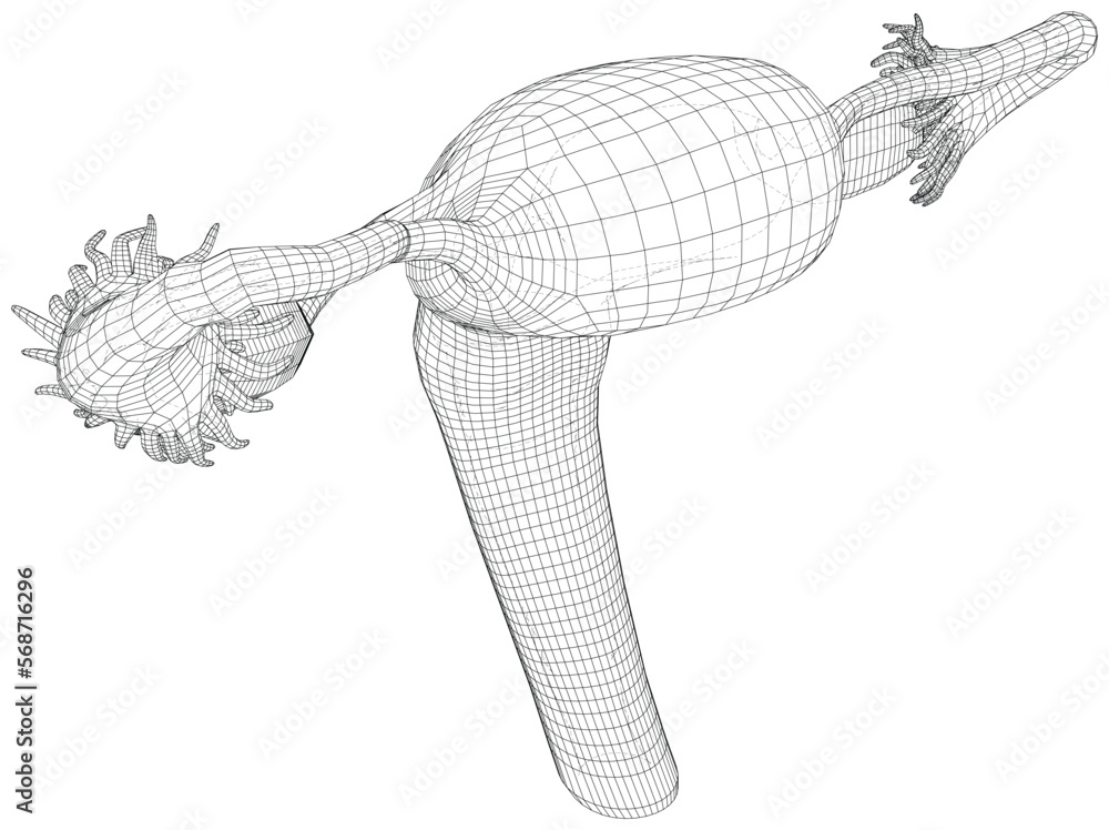 Female reproductive system. Wire-frame Outline Drawing medecine ...
