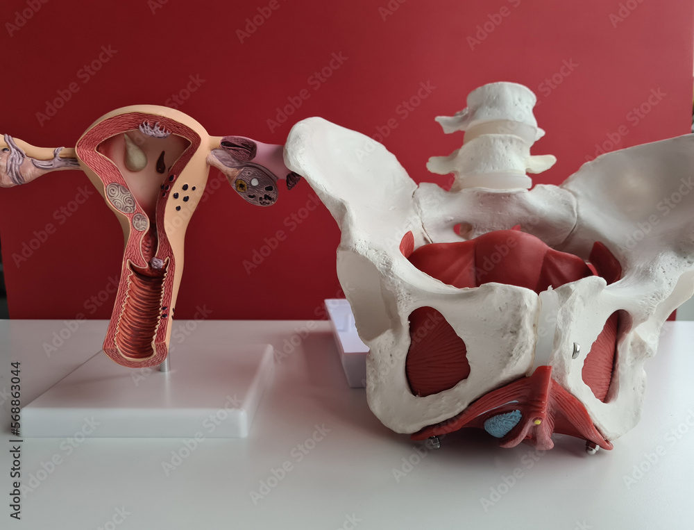 Anatomy of pelvis of woman gynecology of uterus and pelvic bones Stock ...