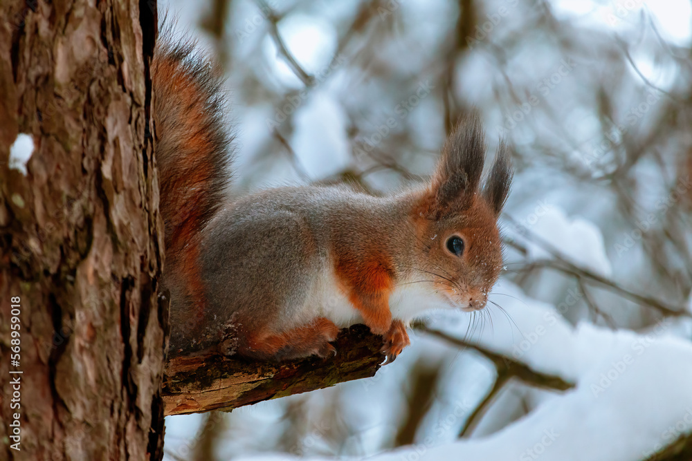 Eurasian red squirrel (Sciurus vulgaris) sits on a tree branch and ...