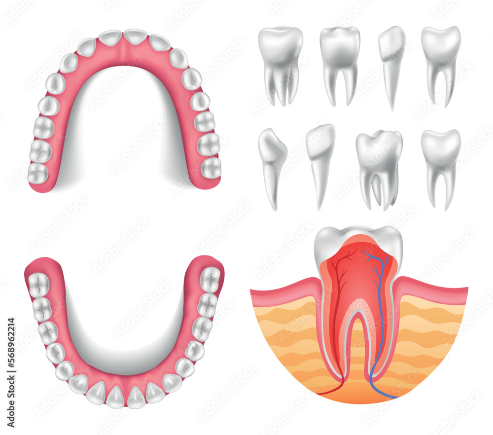 Tooth anatomy, cross section, jaw sweep anatomical chart. Medical banner or poster illustration ...