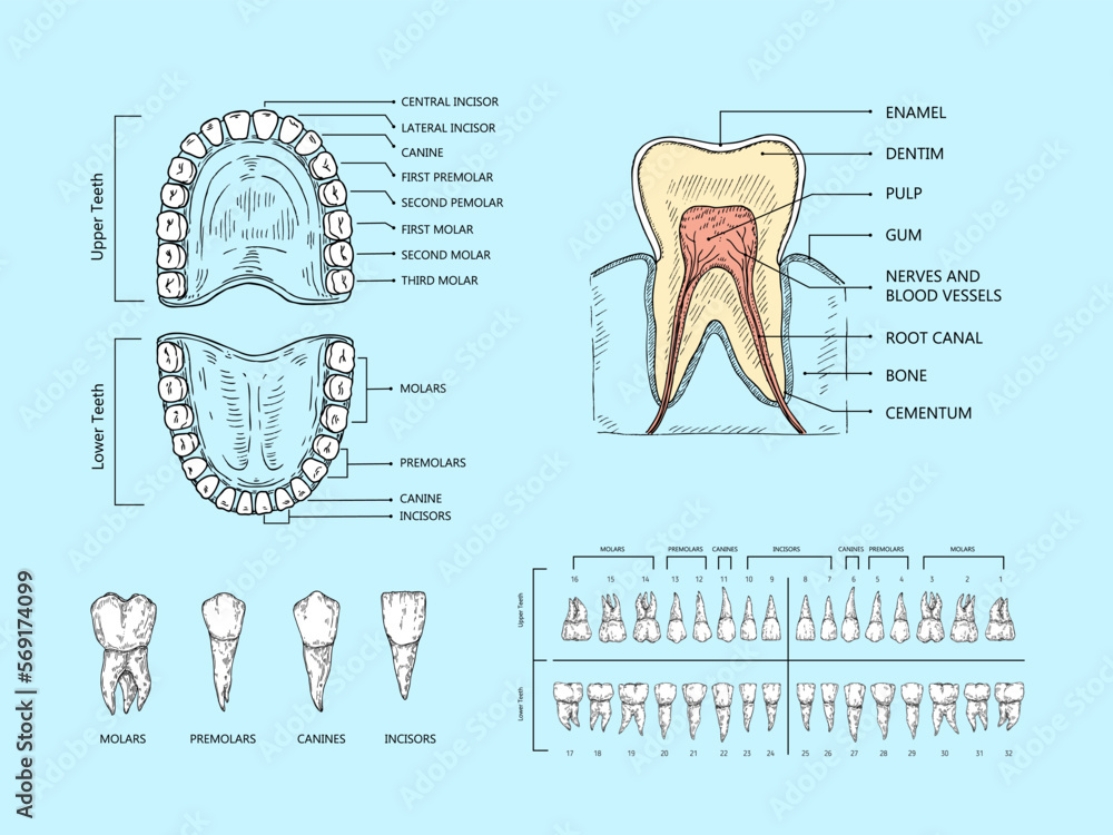 Teeth anatomy scheme. Tooth structure infographic, orthodontic human teeth loss diagram and ...