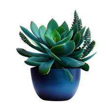 Succulent In Blue Pot Free Stock Photo - Public Domain Pictures