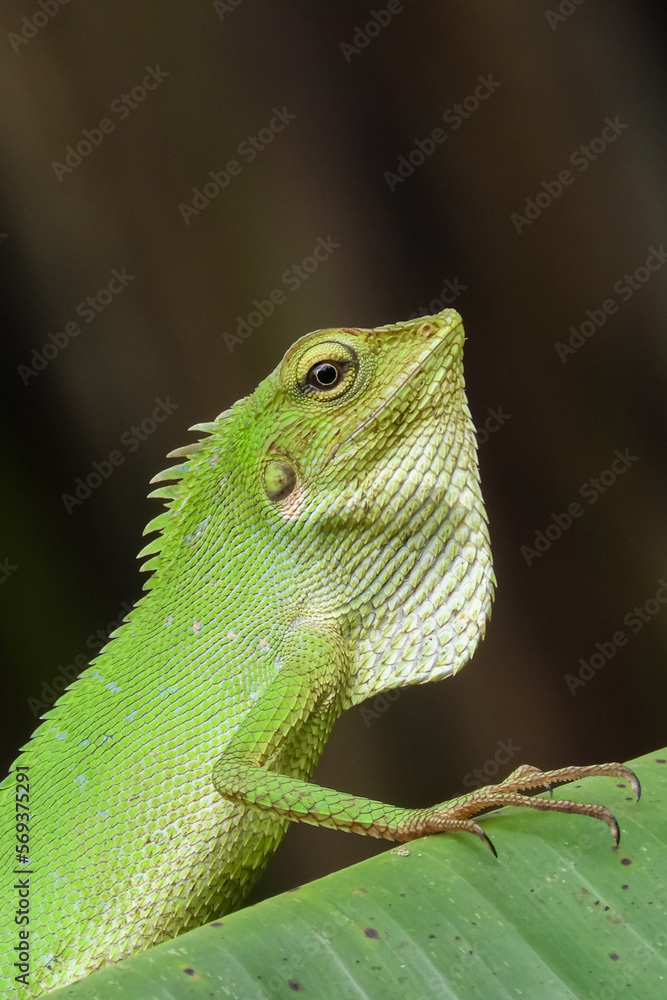 Chameleon is a special name for various types of lizards that have the ...