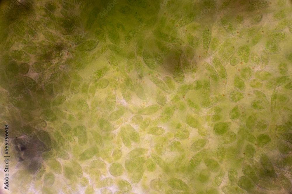 Euglena is a genus of single cell flagellate eukaryotes under ...
