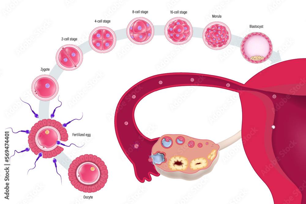 Vector de Stock Diagram of early human embryonic development. Human ...