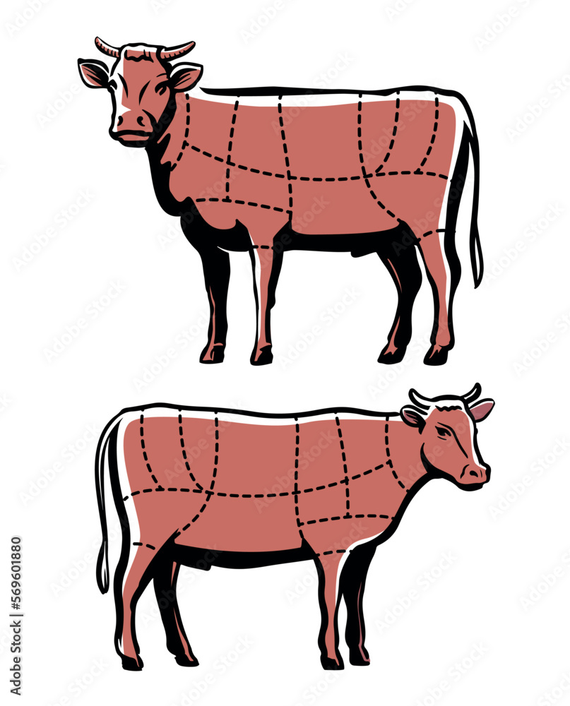 Beef cuts chart. Cow meat cutting diagram for restaurant menu or ...