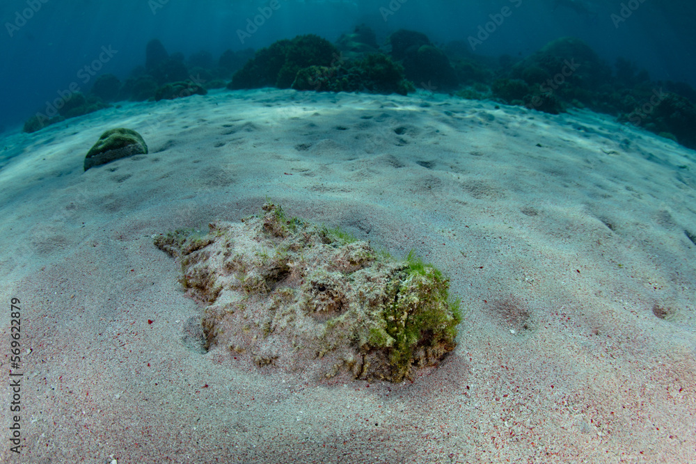 A Stonefish, Synanceia verrucosa, lies in wait to ambush prey on a ...