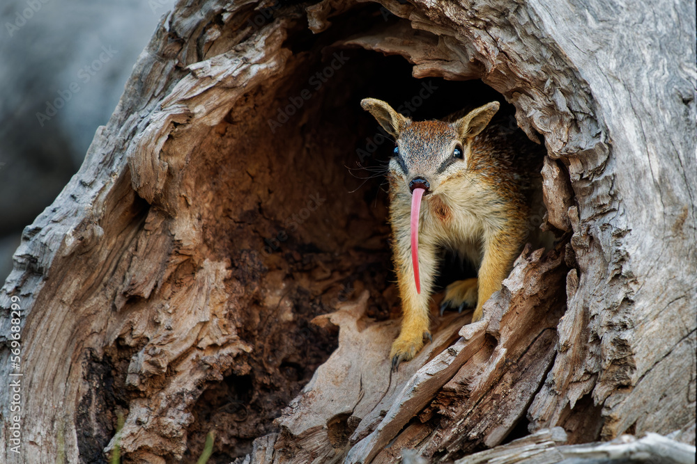 Numbat - Myrmecobius fasciatus also noombat or walpurti, insectivorous ...
