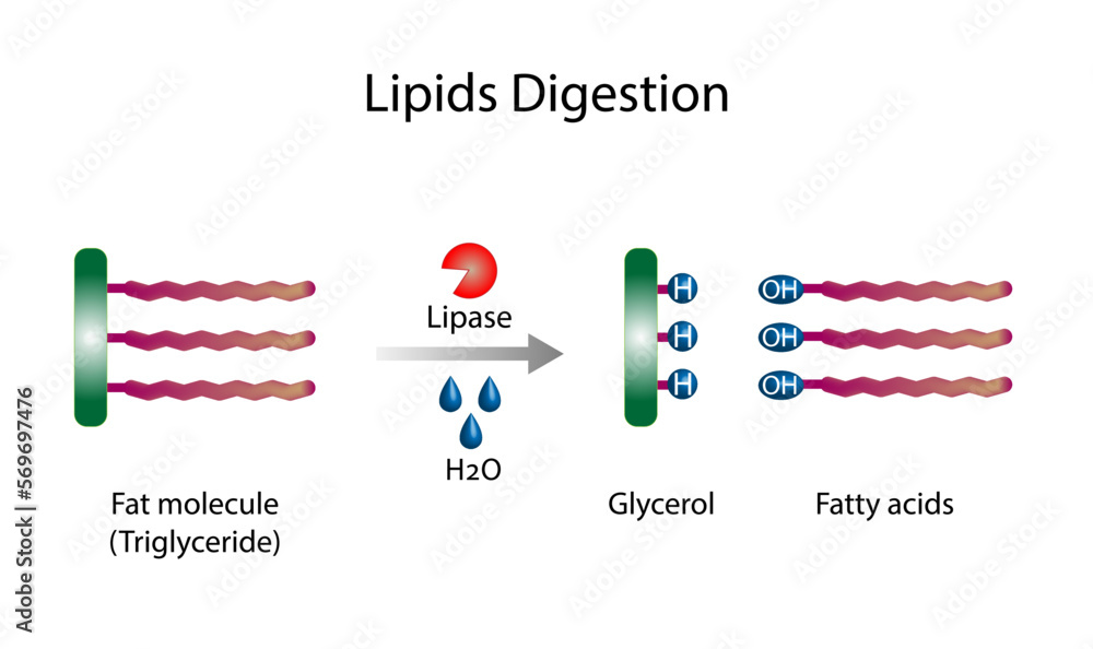 Fat Molecule, triglyceride, Lipids Digestion. Lipase enzyme catalyzes ...