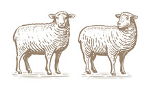 Sheep Vintage Illustration Free Stock Photo - Public Domain Pictures