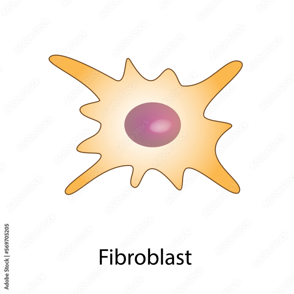 Fibroblast, a cell in the dermis, Connective tissue cell, Fibrosis. Simple structure of Human ...