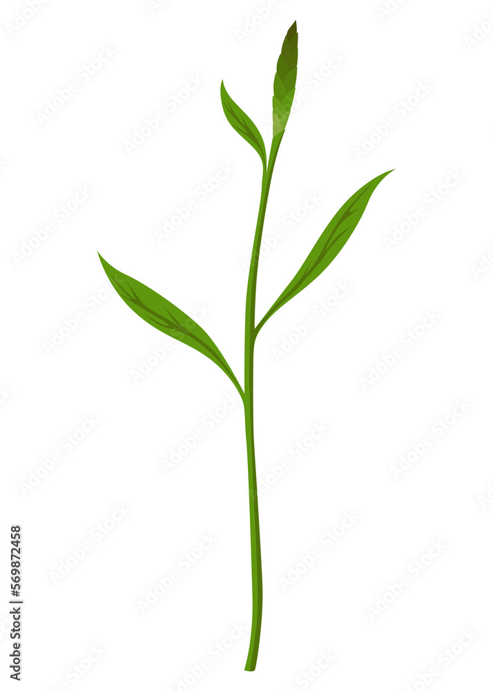 Growth process step. Step sequence of germinating seedlings ...