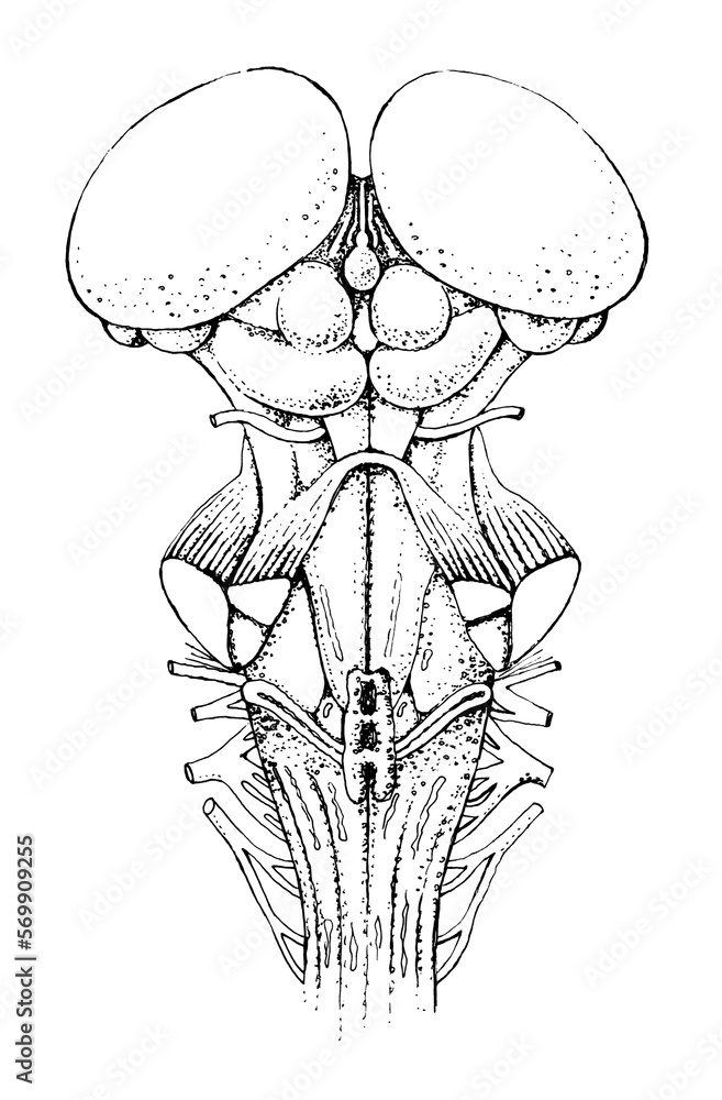 Human pineal gland anatomy - detailed black and white illustration ...
