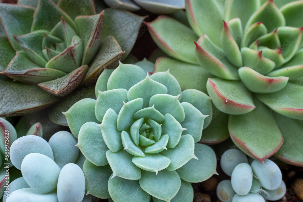 Colorful succulent rosettes, top view. Composition of succulents for a ...