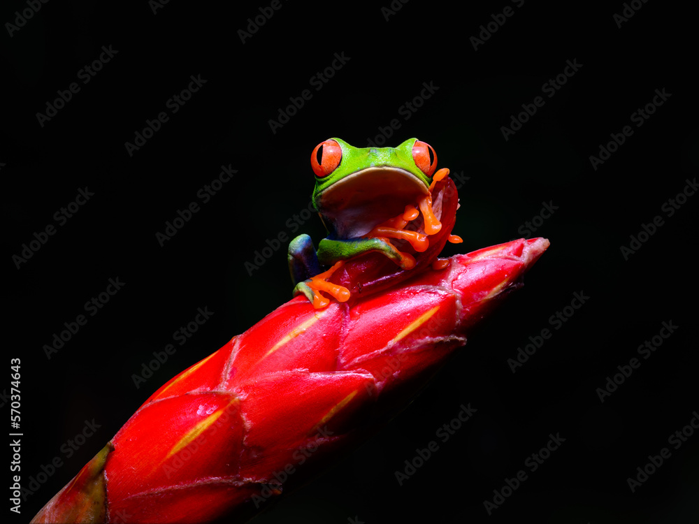 Red-eyed tree frog bright vivid colors at night in tropical rainforest ...