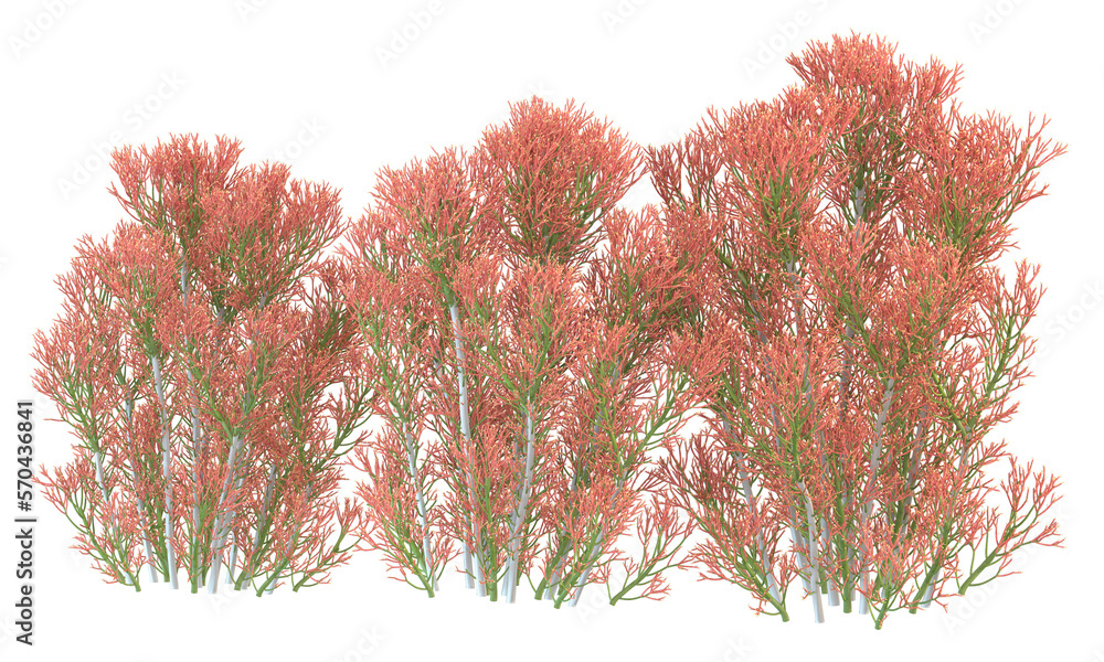 Photo Stock Pencil cactus, Milk bush, Naked lady, Firestick plant ...