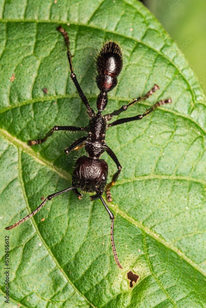 bullet ant paraponera clavata gigant ant Stock Photo | Adobe Stock