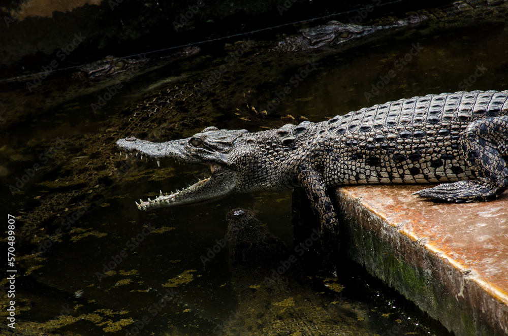 A saltwater crocodile baby (Crocodylus porosus) open its mouth on a ...
