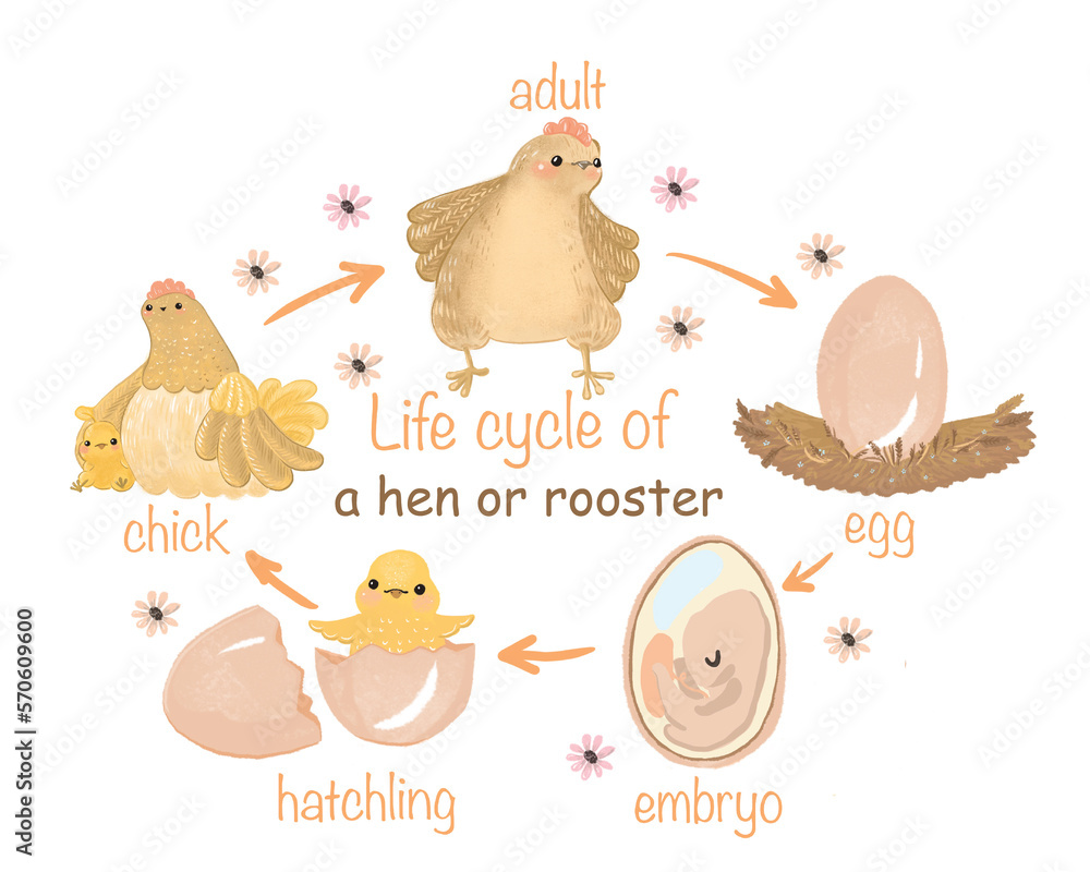 Ilustración de Stock Hen, Rooster life cycle, Farm birds activity for ...