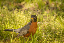 American Robin In Grass Close-up Free Stock Photo - Public Domain Pictures