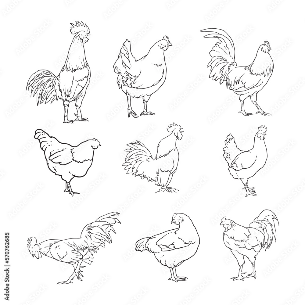 hand drawn collection with lines of chickens Stock Vector | Adobe Stock
