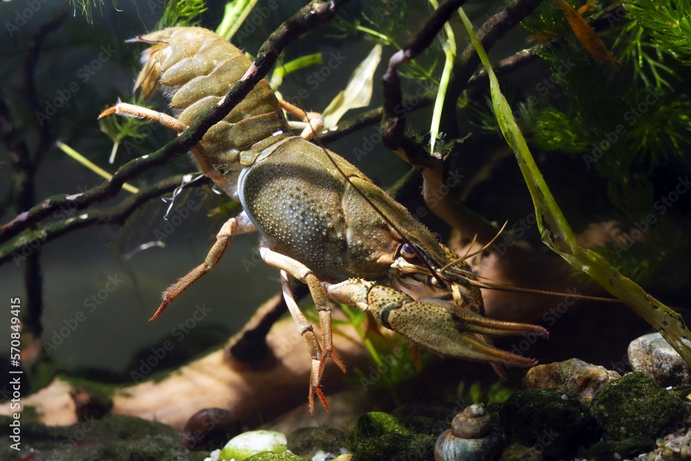 narrow-clawed crayfish female crawl in driftwood twigs on sand gravel ...