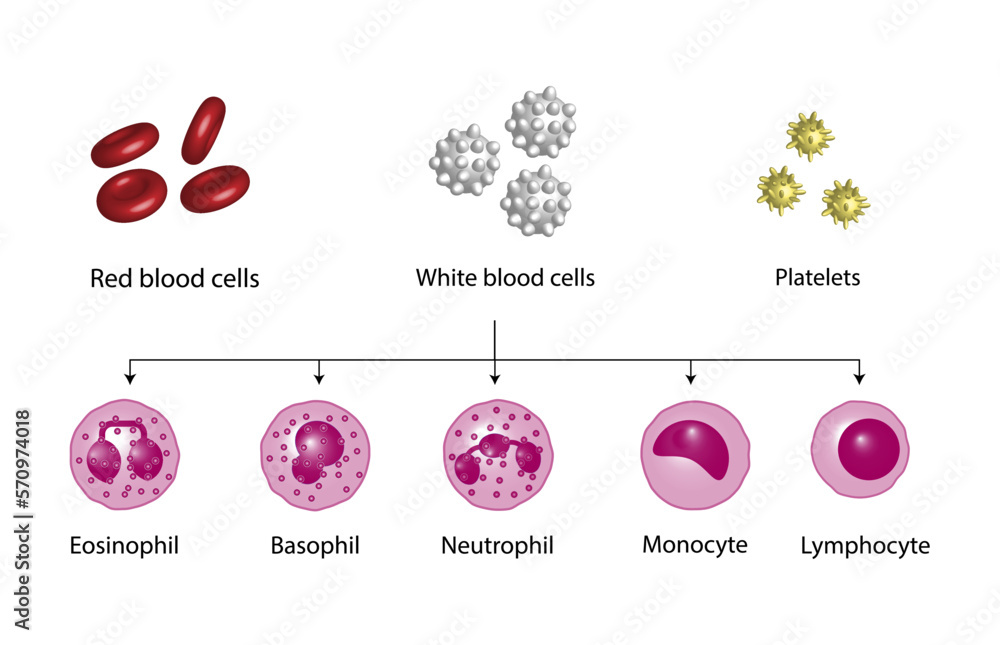 Red and white blood cells, platelets. Erythrocytes and leukocytes ...