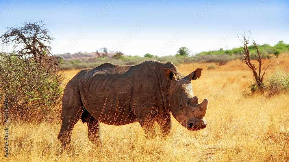 Foto Rhinoceros, very protective, Faan Meintjies, North West ...